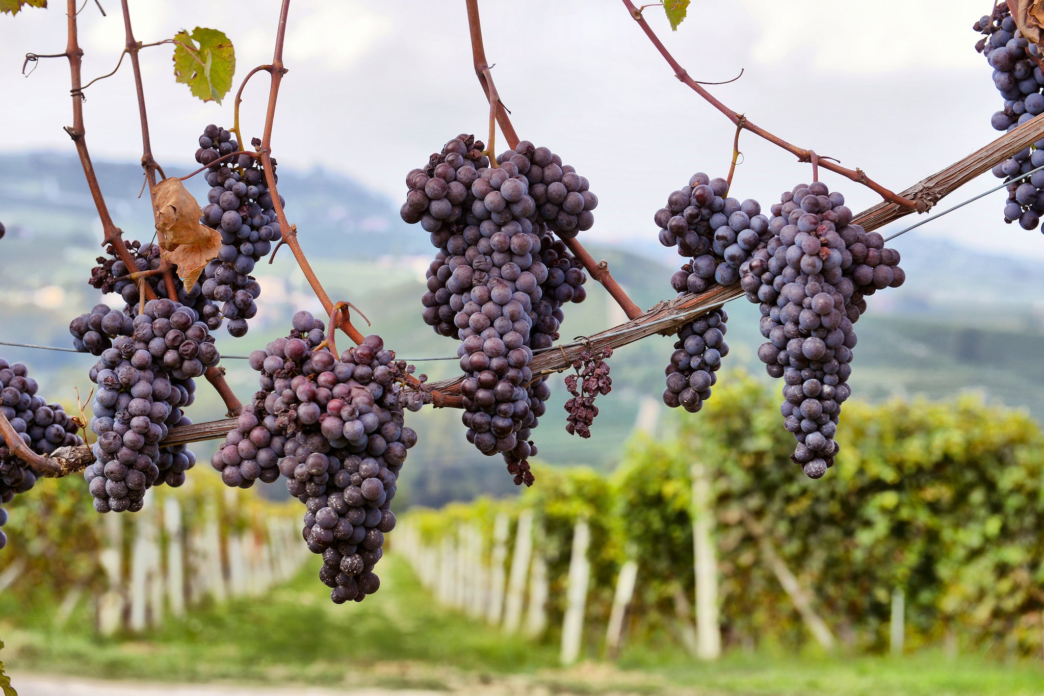 Know Your Grapes: Merlot Characteristics, Pairings and More | Message ...