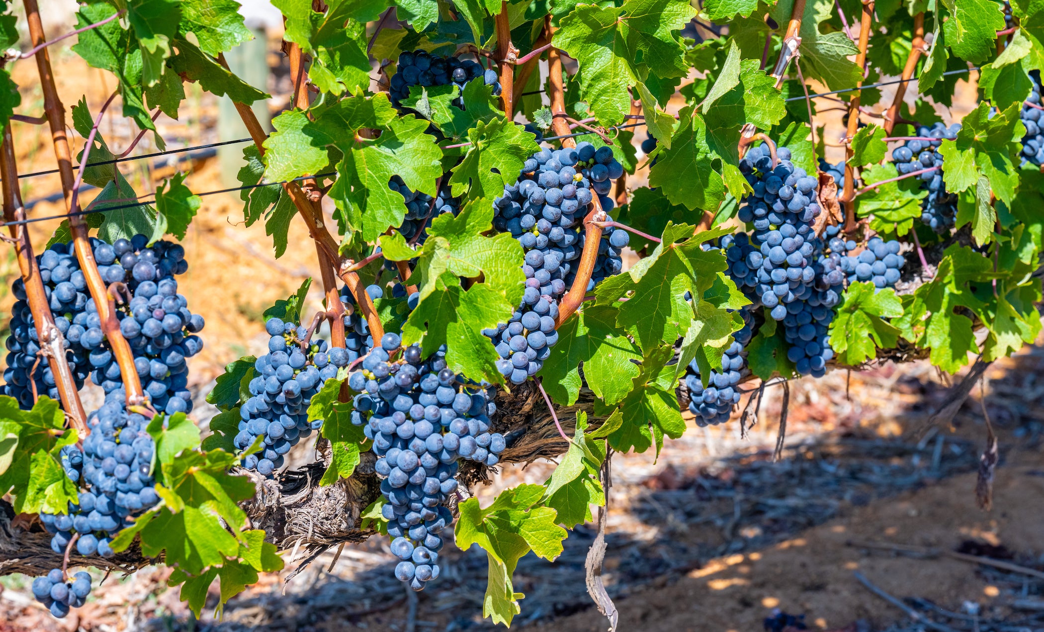 Pinotage: South Africa’s Red Varietal